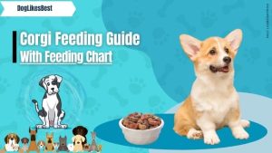 Corgi Feeding Chart – How Much to Feed a Corgi? | DogLikesBest