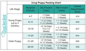 Corgi Feeding Chart – How Much to Feed a Corgi? | DogLikesBest