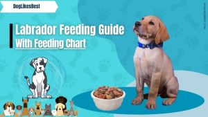 How Much Should a Lab Eat | Labrador Feeding Chart by Age | DogLikesBest