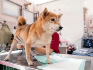 How to Make a Dog's Testicle Drop? A Vet-Approved Guide | DogLikesBest