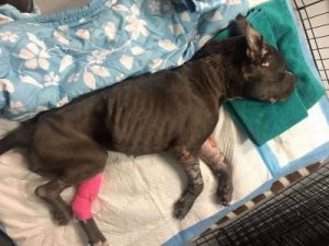 What Are Bait Dogs? Unveiling the Dark World | DogLikesBest