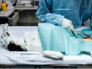 How to Make a Dog's Testicle Drop? A Vet-Approved Guide | DogLikesBest