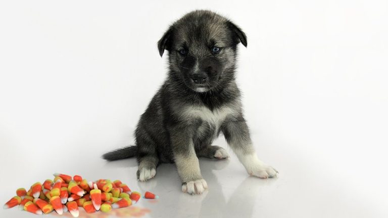 Is Maltitol Safe for Dogs? Exploring the Sweet Truth | DogLikesBest