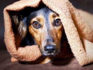 Can Dogs be Retarded? Everything You Need to Know | DogLikesBest
